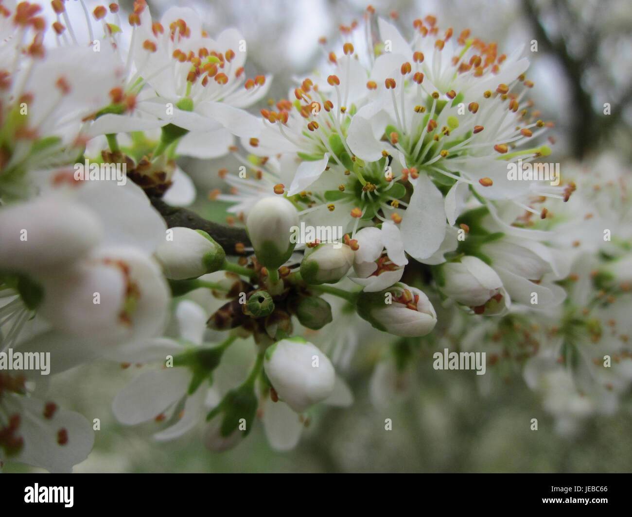 A photograph of Prunus cerasifera, commonly known as cherry plum, taken ...
