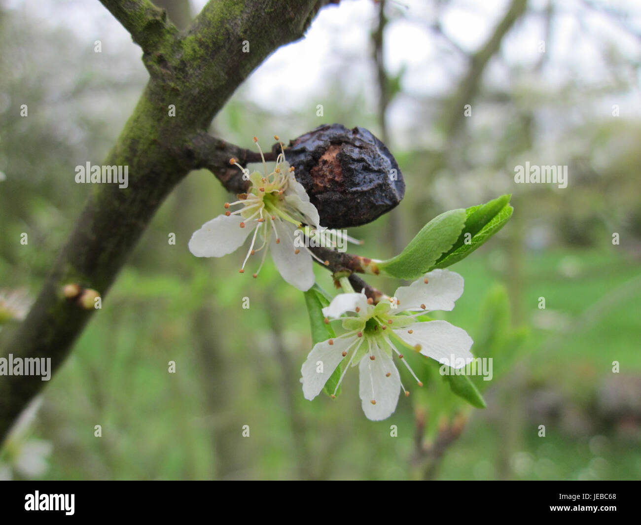 Prunus cerasifera known cherry hi-res stock photography and images - Alamy