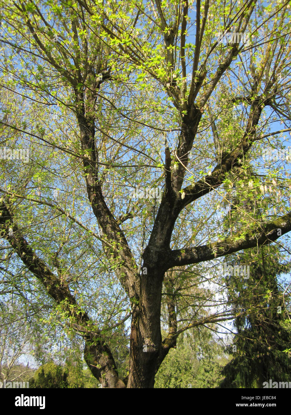 This photograph shows the Eschenahorn (Fraxinus excelsior) tree in ...
