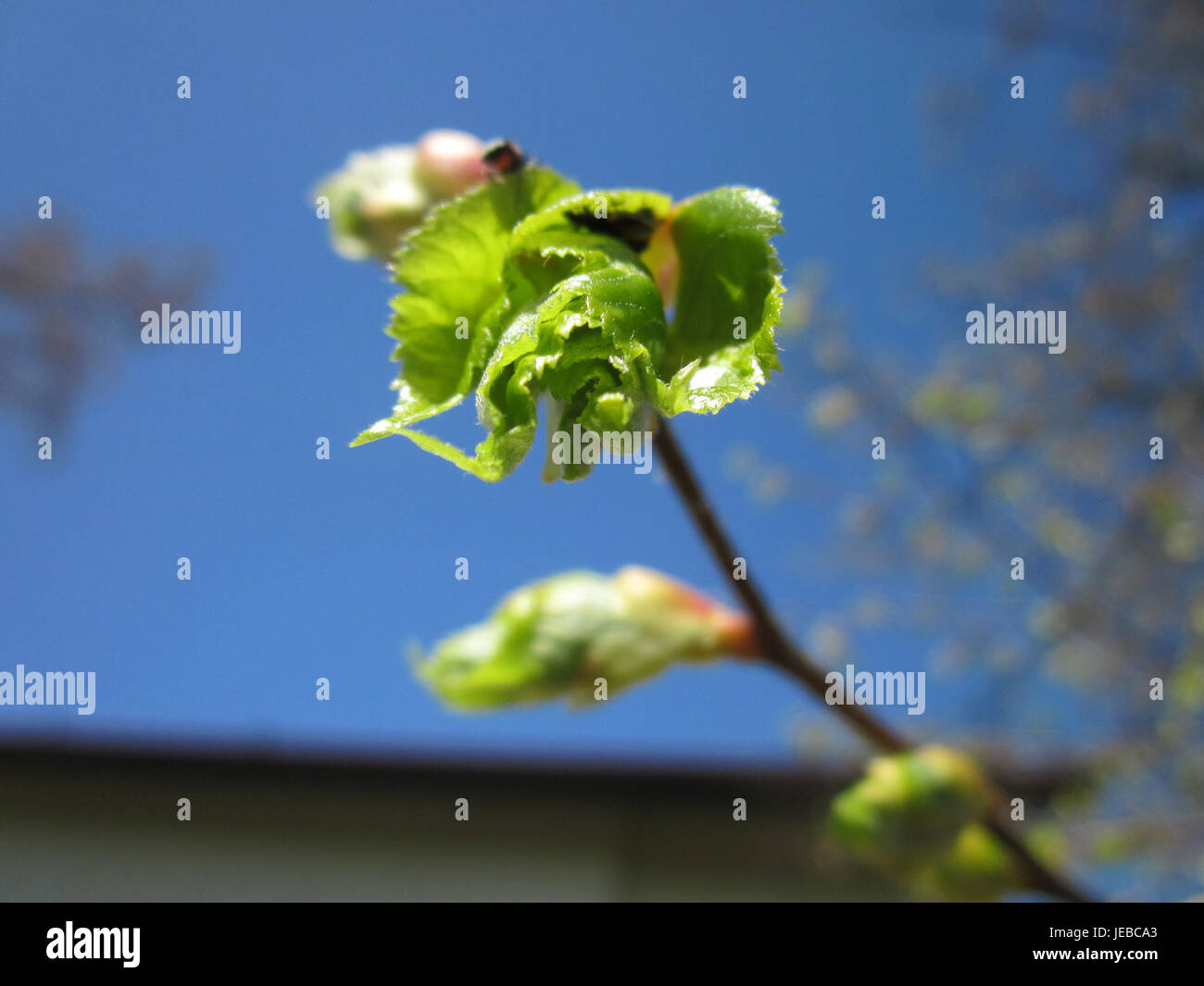 A photograph of a Linden tree in Hockenheim, Germany, captured on April ...