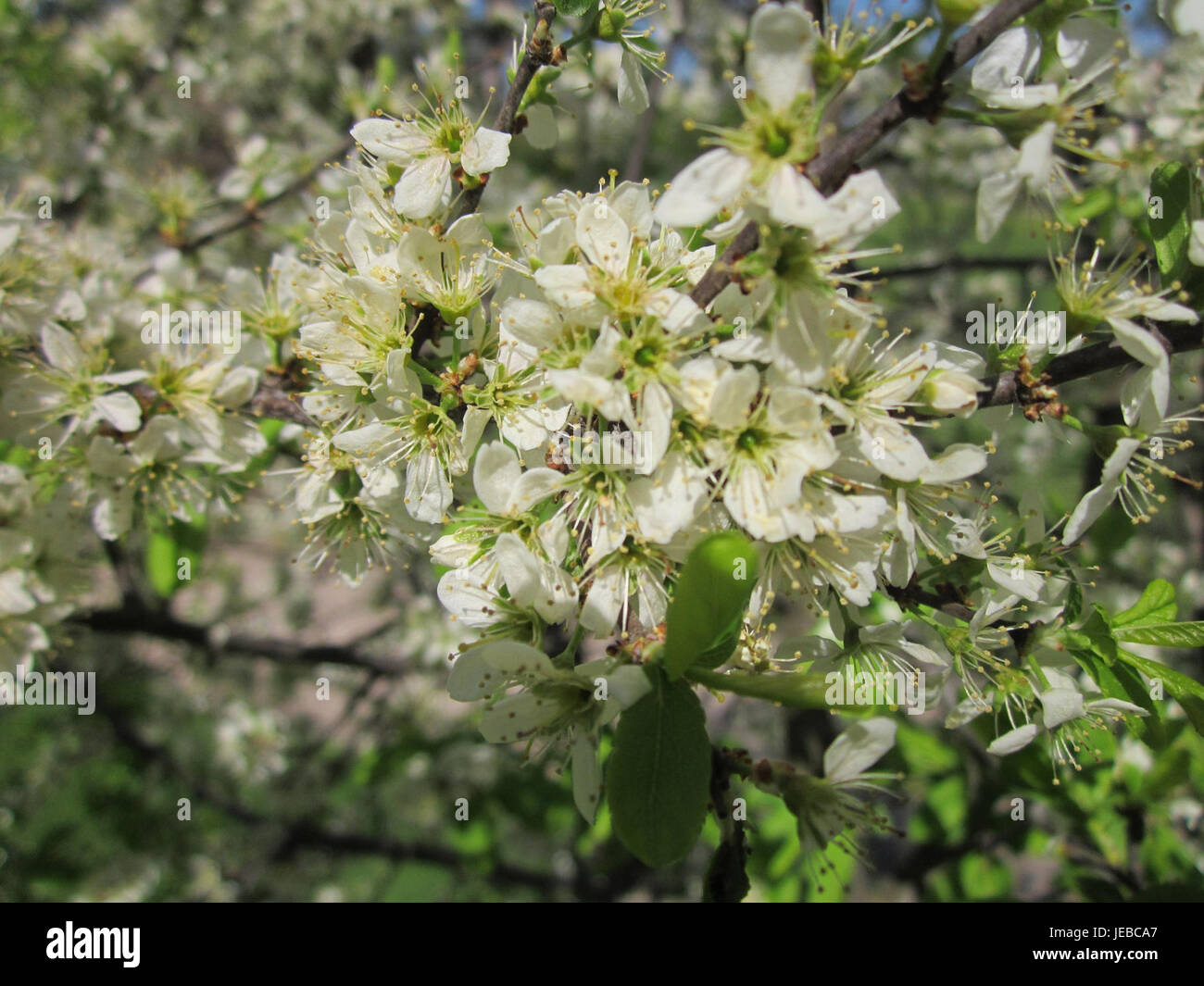 German hawthorn identification hi-res stock photography and images - Alamy