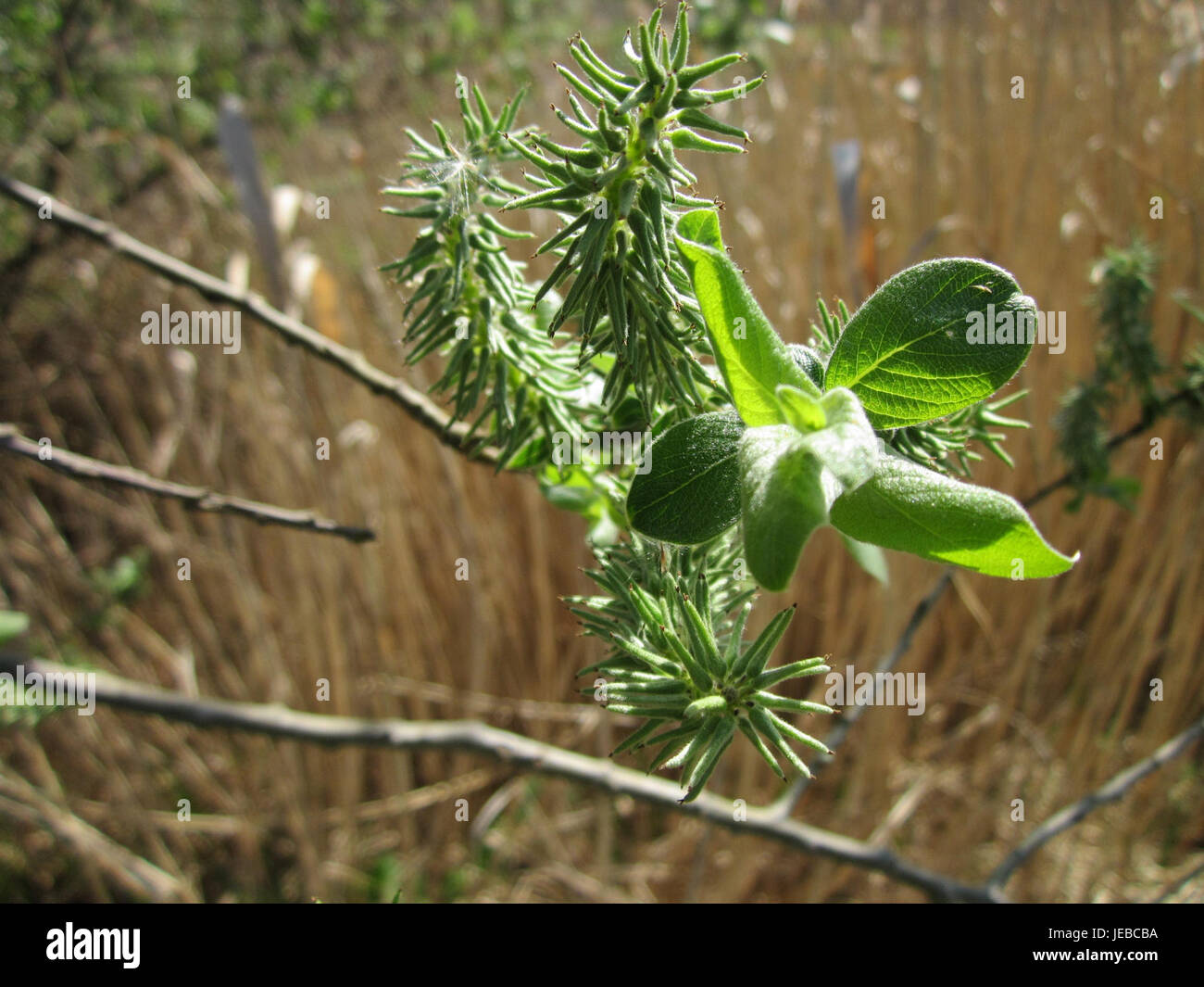 Shrub characteristics hi-res stock photography and images - Alamy