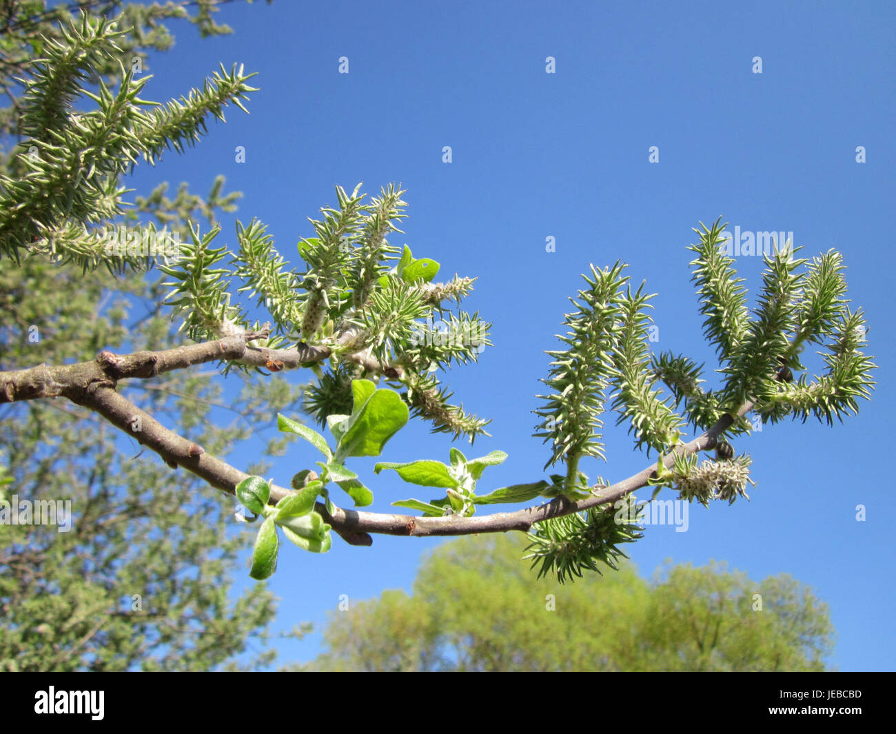 Salix cinerea grey willow hi-res stock photography and images - Alamy