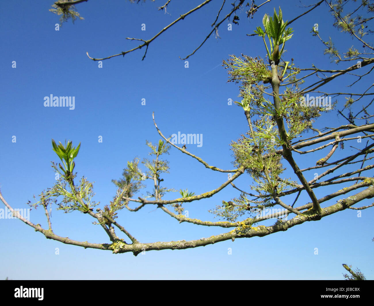 The photograph captures an Ash tree (Fraxinus) in Hockenheim, Germany ...