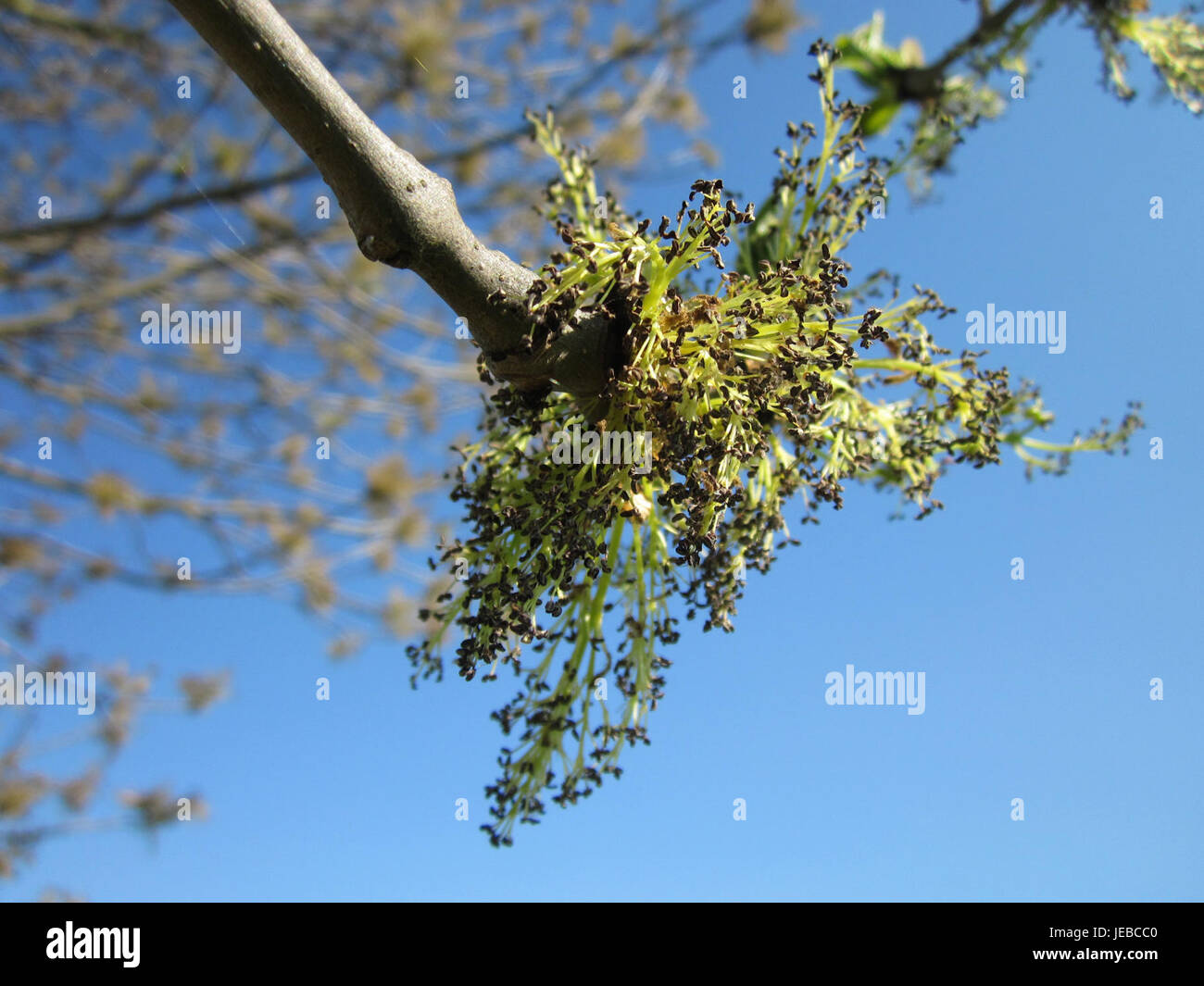 Fraxinus excelsior known ash hi-res stock photography and images - Alamy