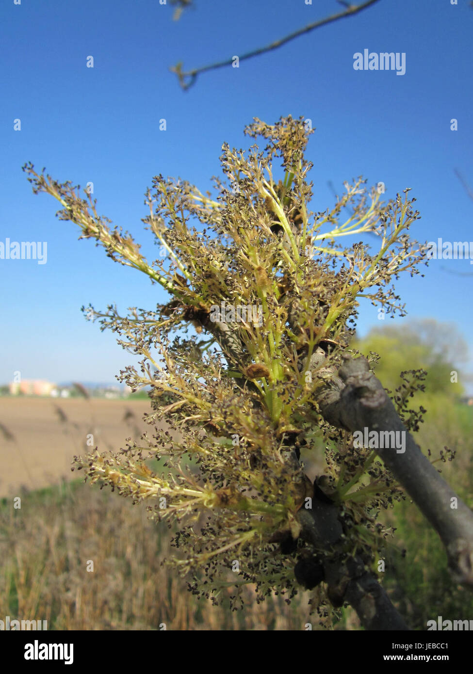 Benefits of planting trees for biodiversity hi-res stock photography ...