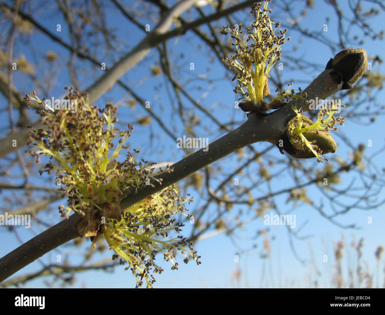 'Esche' refers to the ash tree (Fraxinus excelsior), a common tree ...