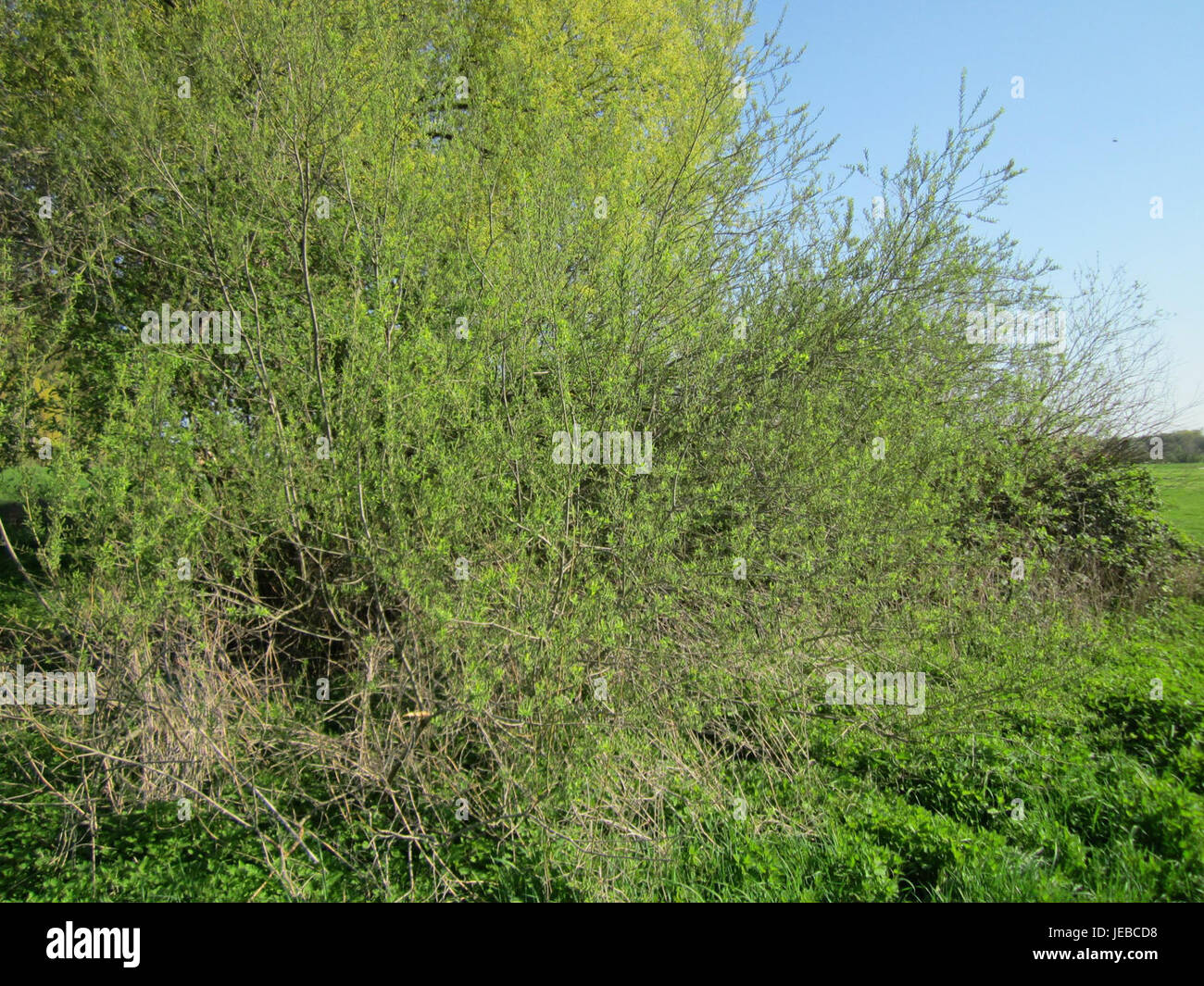A photograph of Silberweide (Silver Willow) taken in Hockenheim ...