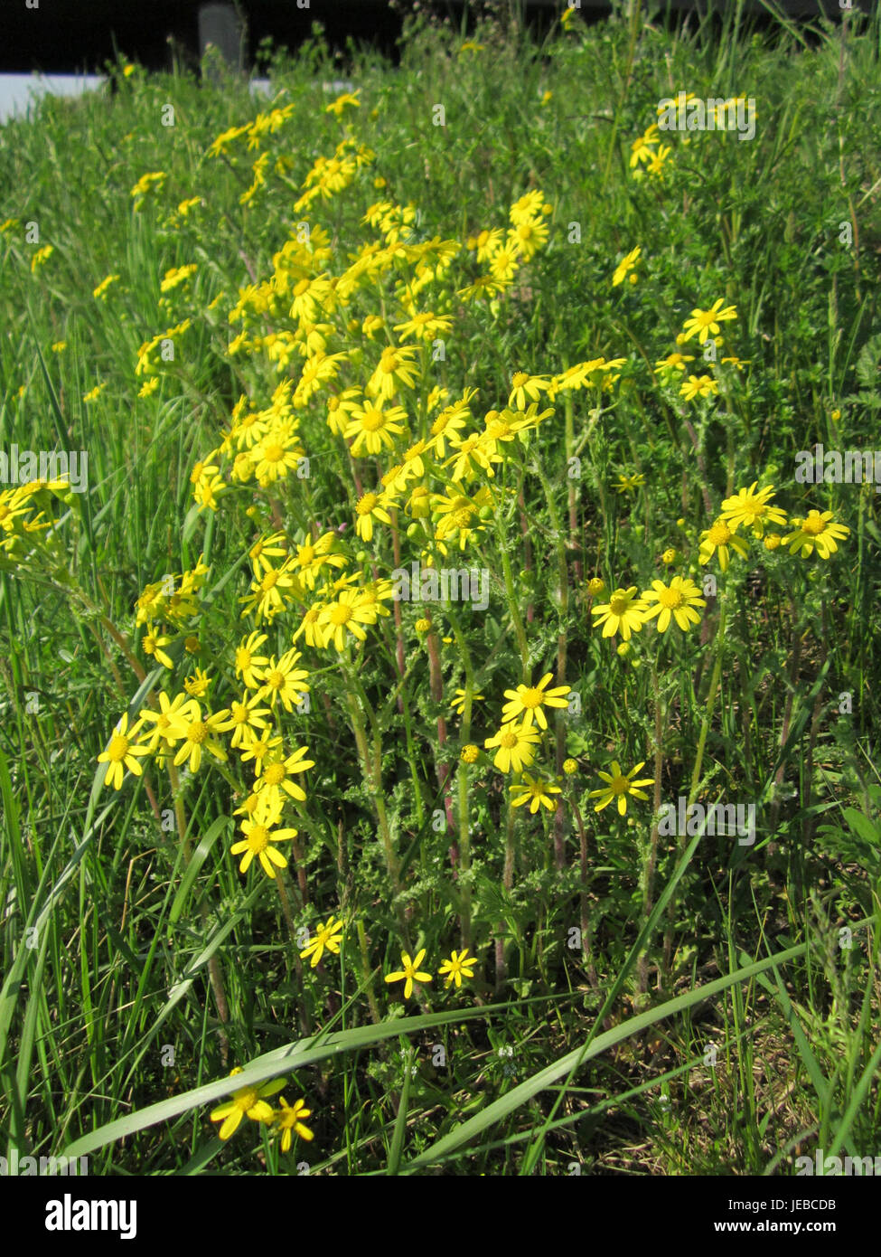 Spring groundsels hi-res stock photography and images - Alamy
