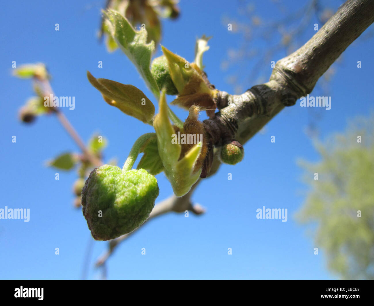 A photograph of a Platanus (plane tree) in Hockenheim, Germany, taken ...