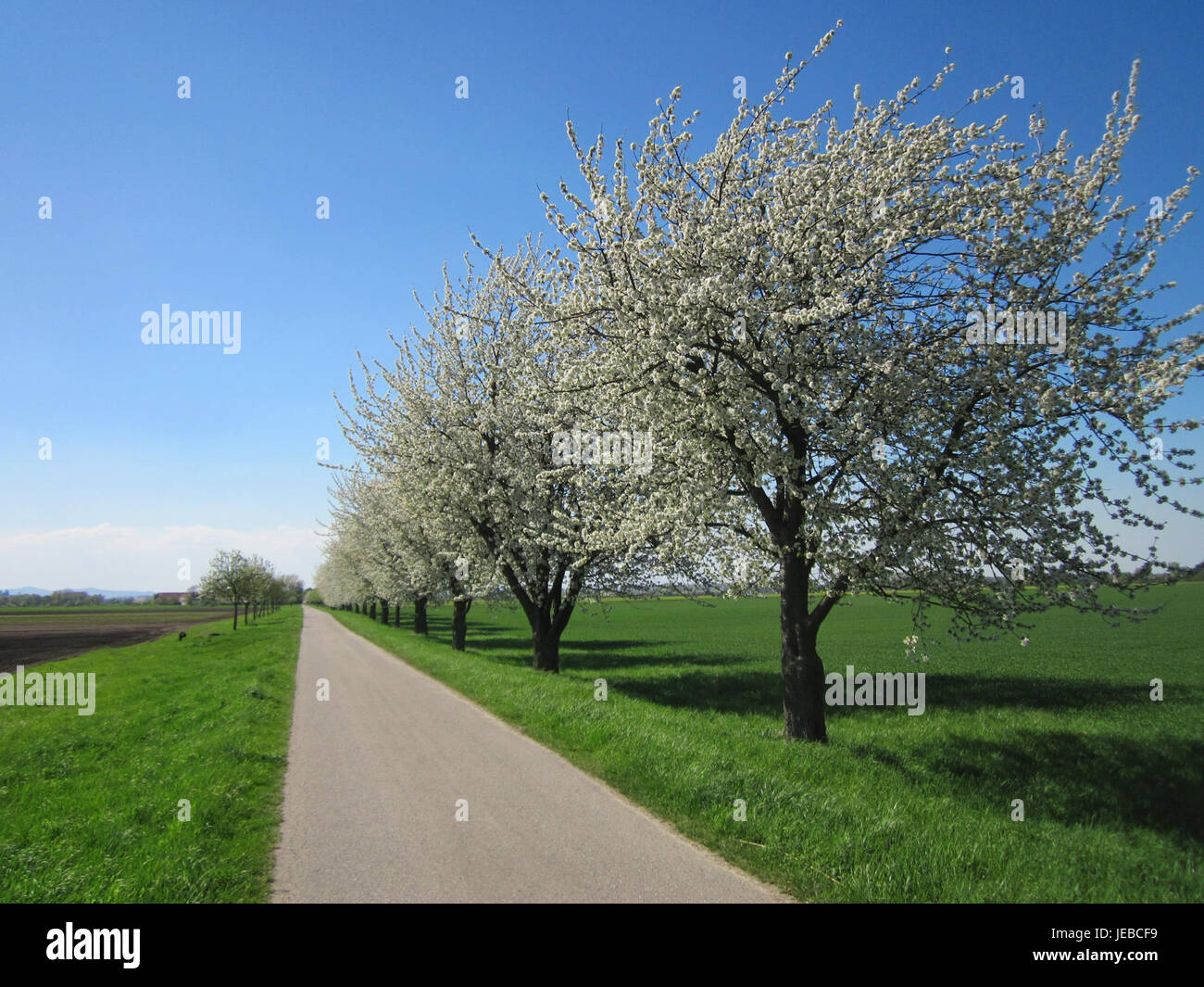 This image shows a cherry tree (Kirsche) in full bloom, located in ...