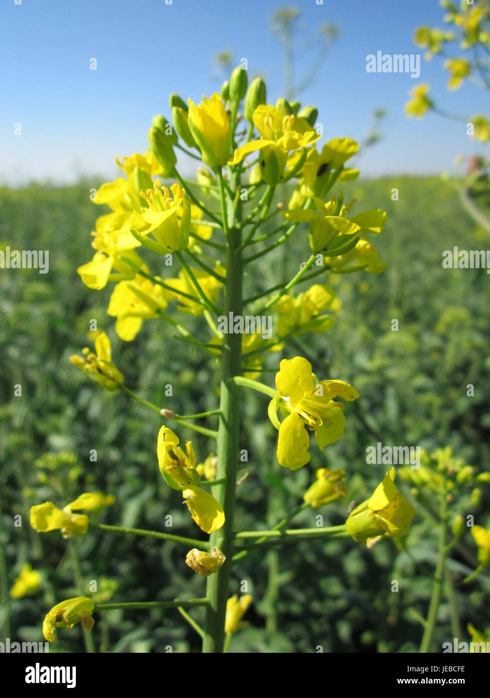 This image shows a field of rapeseed flowers (*Brassica napus*) in ...