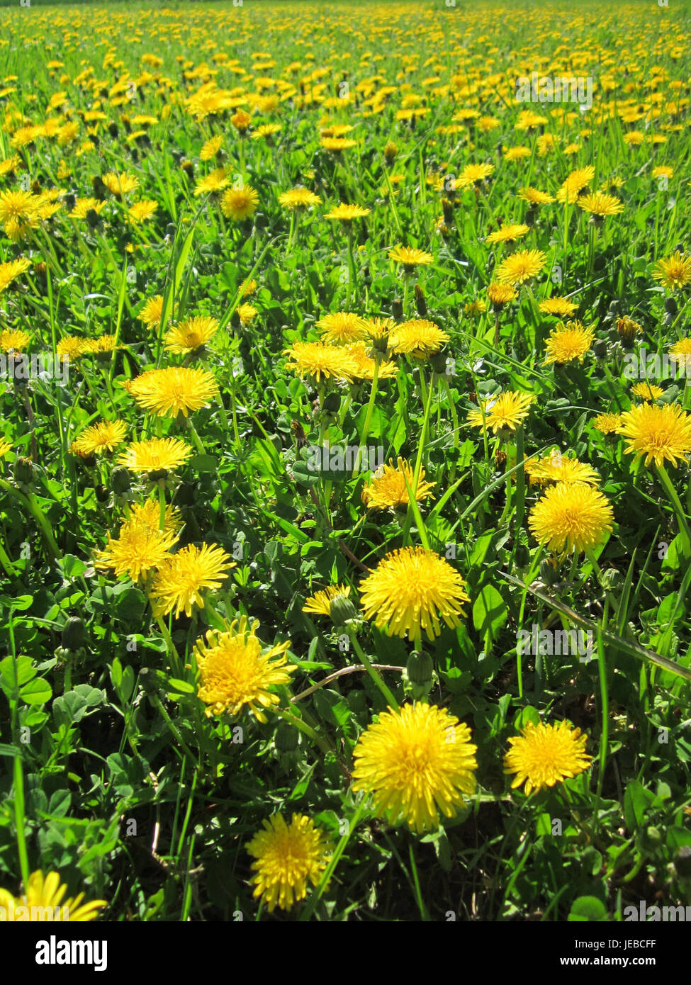 A photograph of a dandelion (Taraxacum officinale) taken on April 25 ...