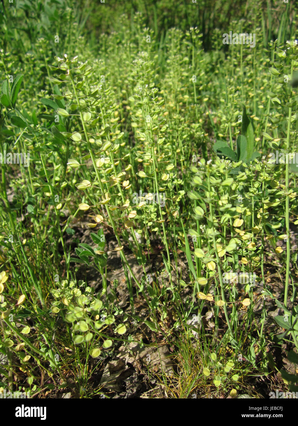 This image captures the Hockenheimer Rheinbogen, a scenic bend in the ...