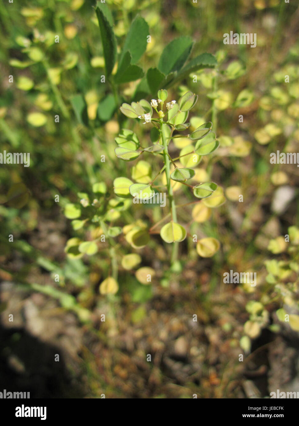 The Hockenheimer Rheinbogen is a scenic bend in the Rhine River near ...