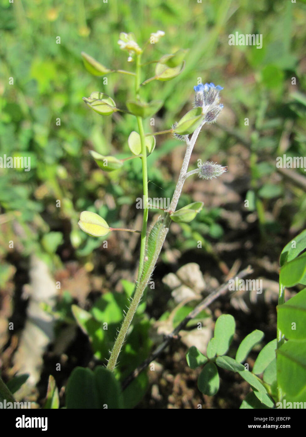 A photograph of the Hockenheimer Rheinbogen, a natural area along the ...