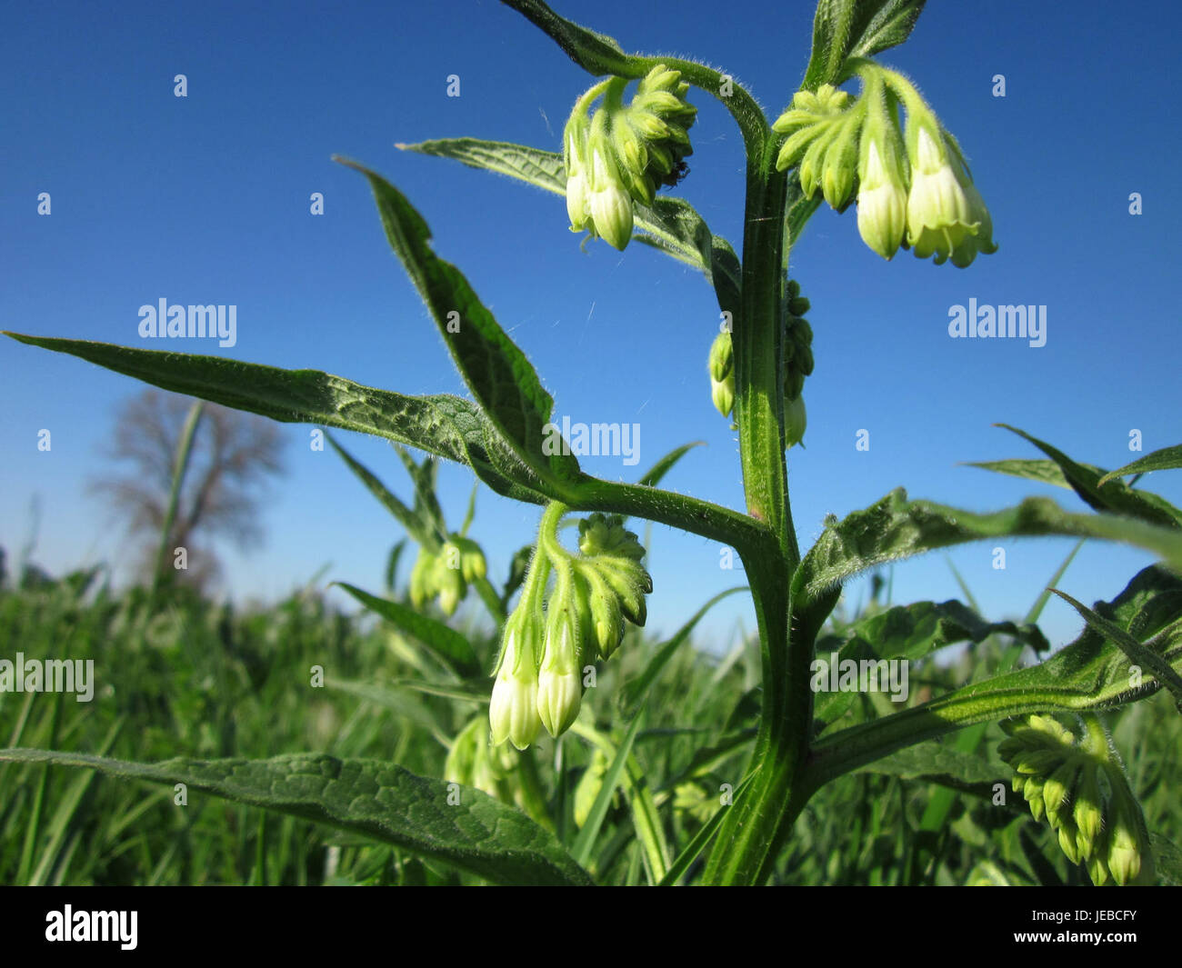 The Hockenheimer Rheinbogen, located near the town of Hockenheim in ...