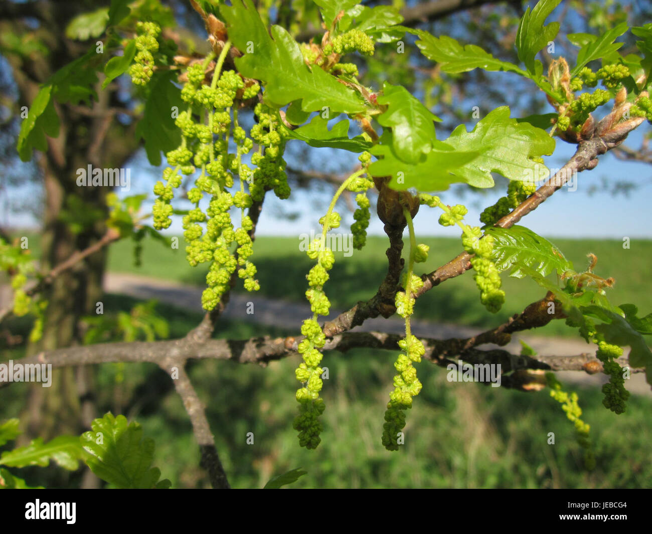 Oak tree in april hi-res stock photography and images - Alamy