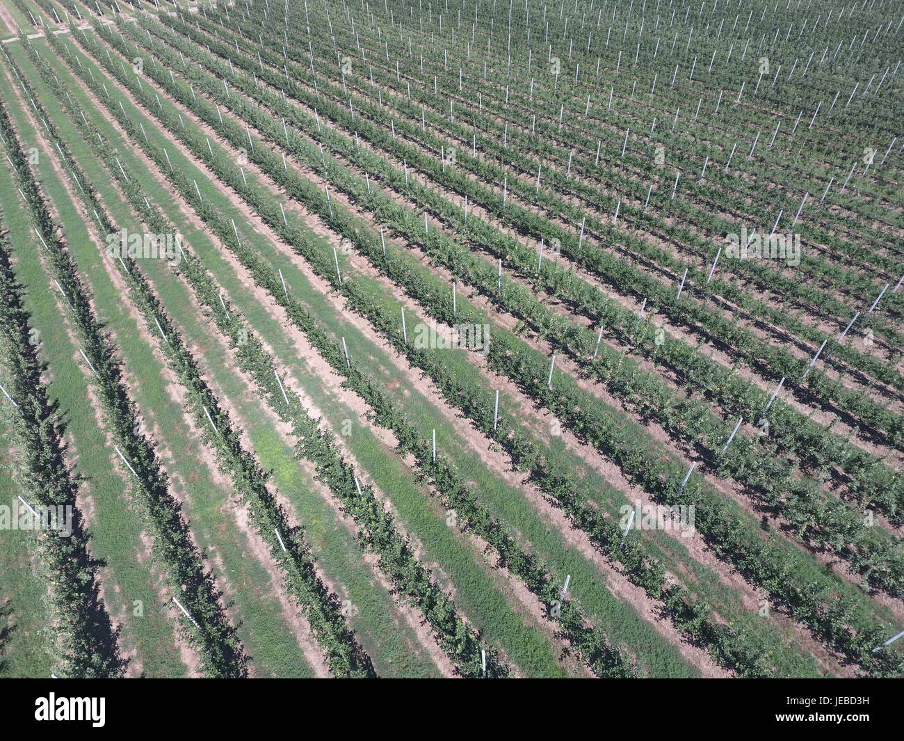 Rows of trees in the garden. Aerophotographing, top view. Landscape ...