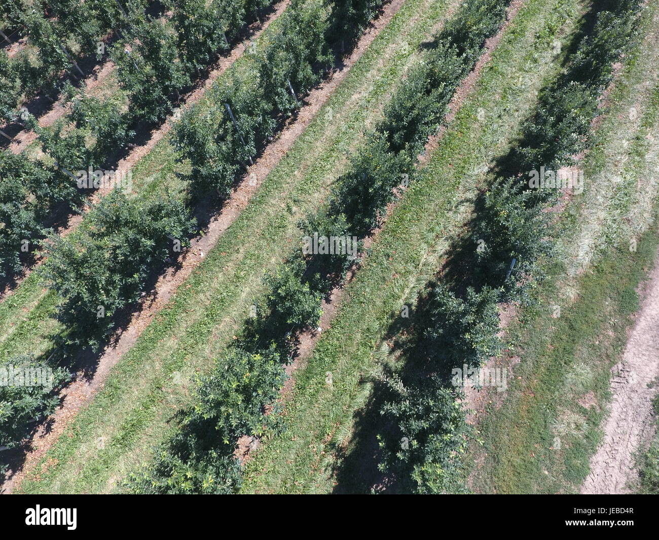 Rows of trees in the garden. Aerophotographing, top view. Landscape ...