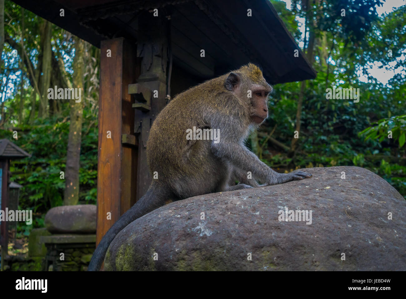 Long-tailed macaques Macaca fascicularis in The Ubud Monkey Forest ...