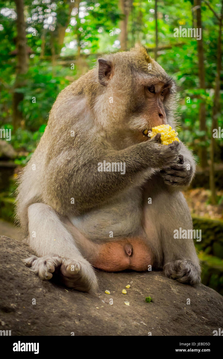 Long-tailed macaques Macaca fascicularis in The Ubud Monkey Forest ...