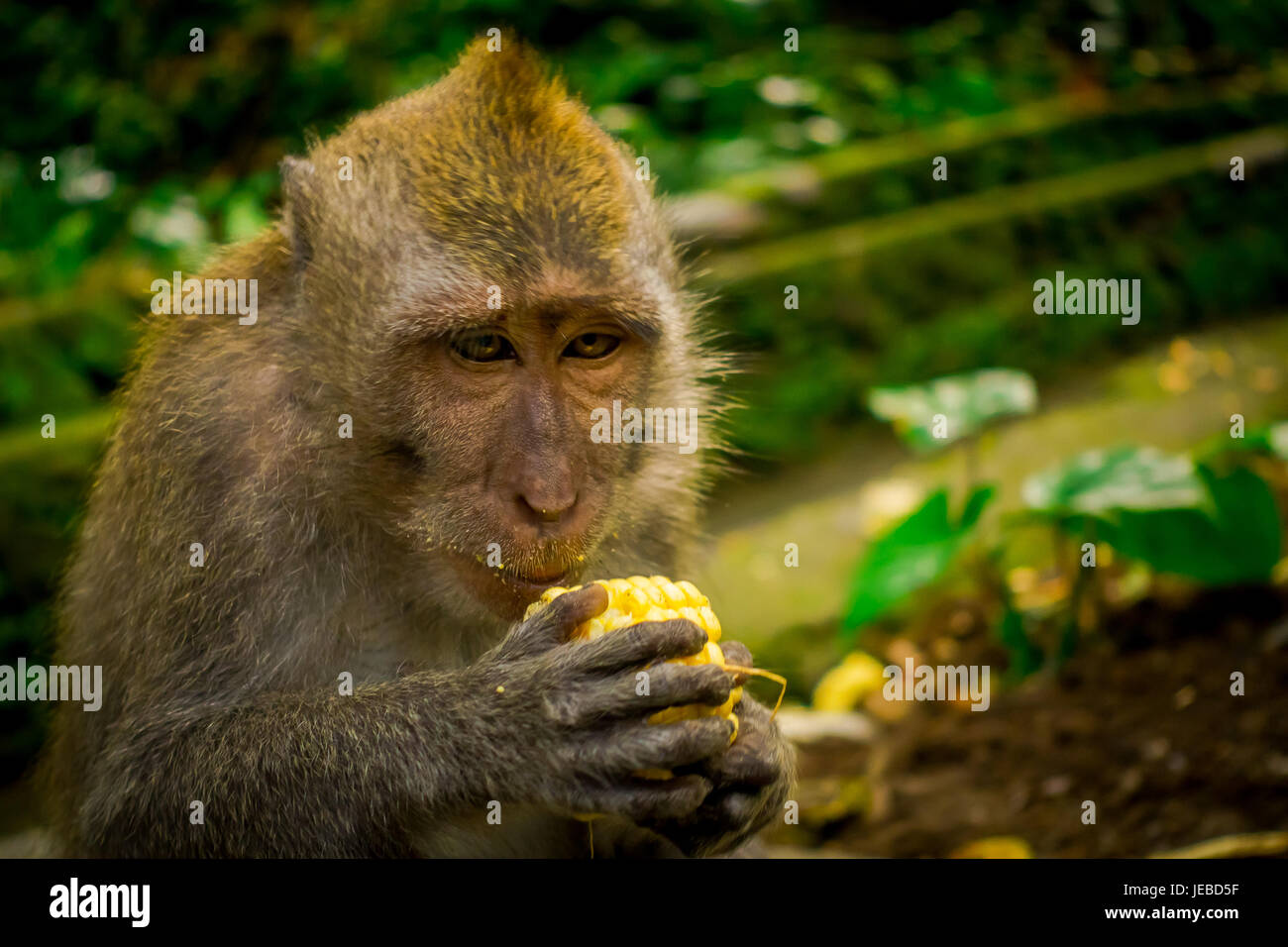Close up of a long-tailed macaques Macaca fascicularis in The Ubud ...