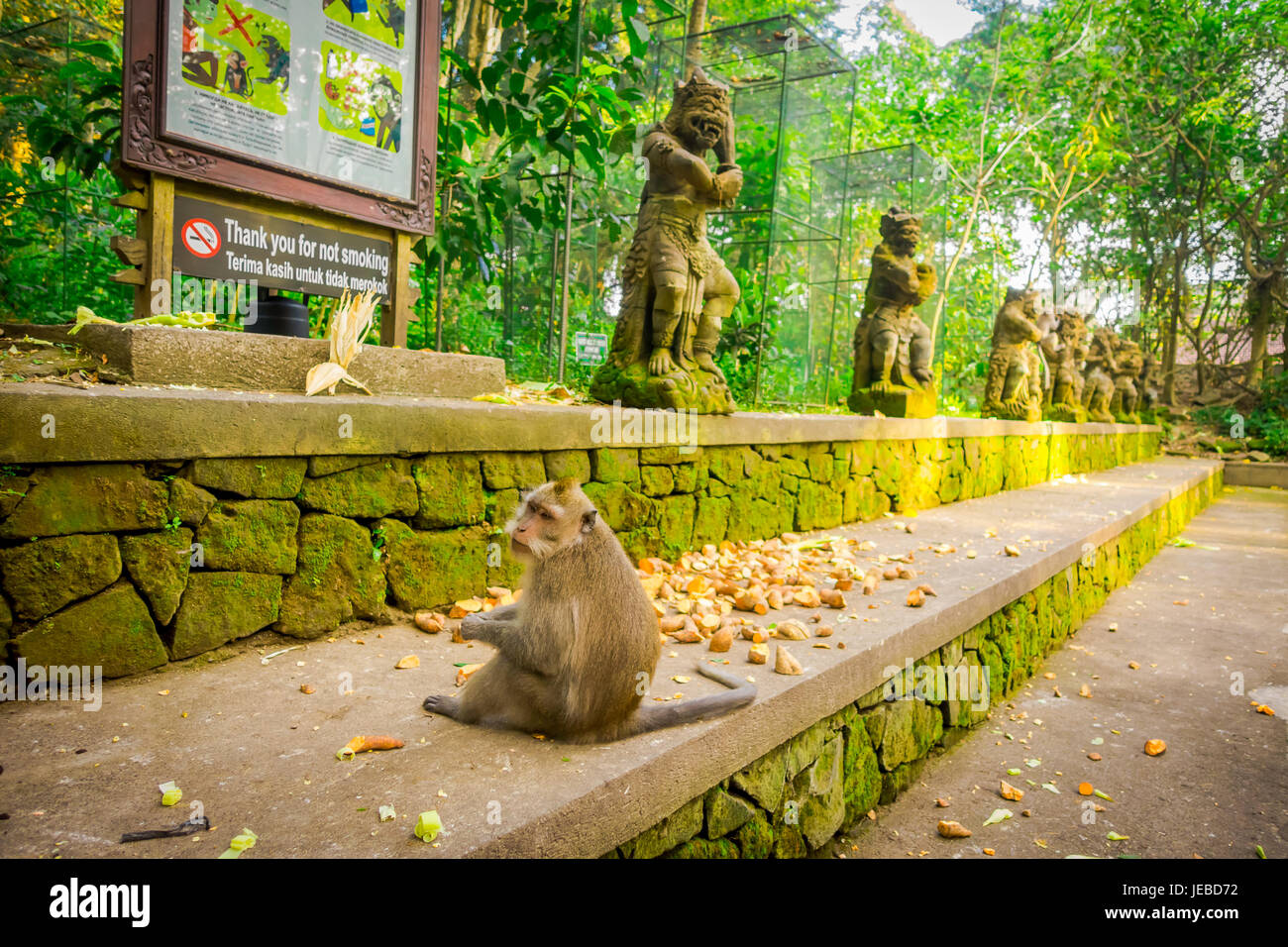 Long-tailed macaques Macaca fascicularis in The Ubud Monkey Forest ...