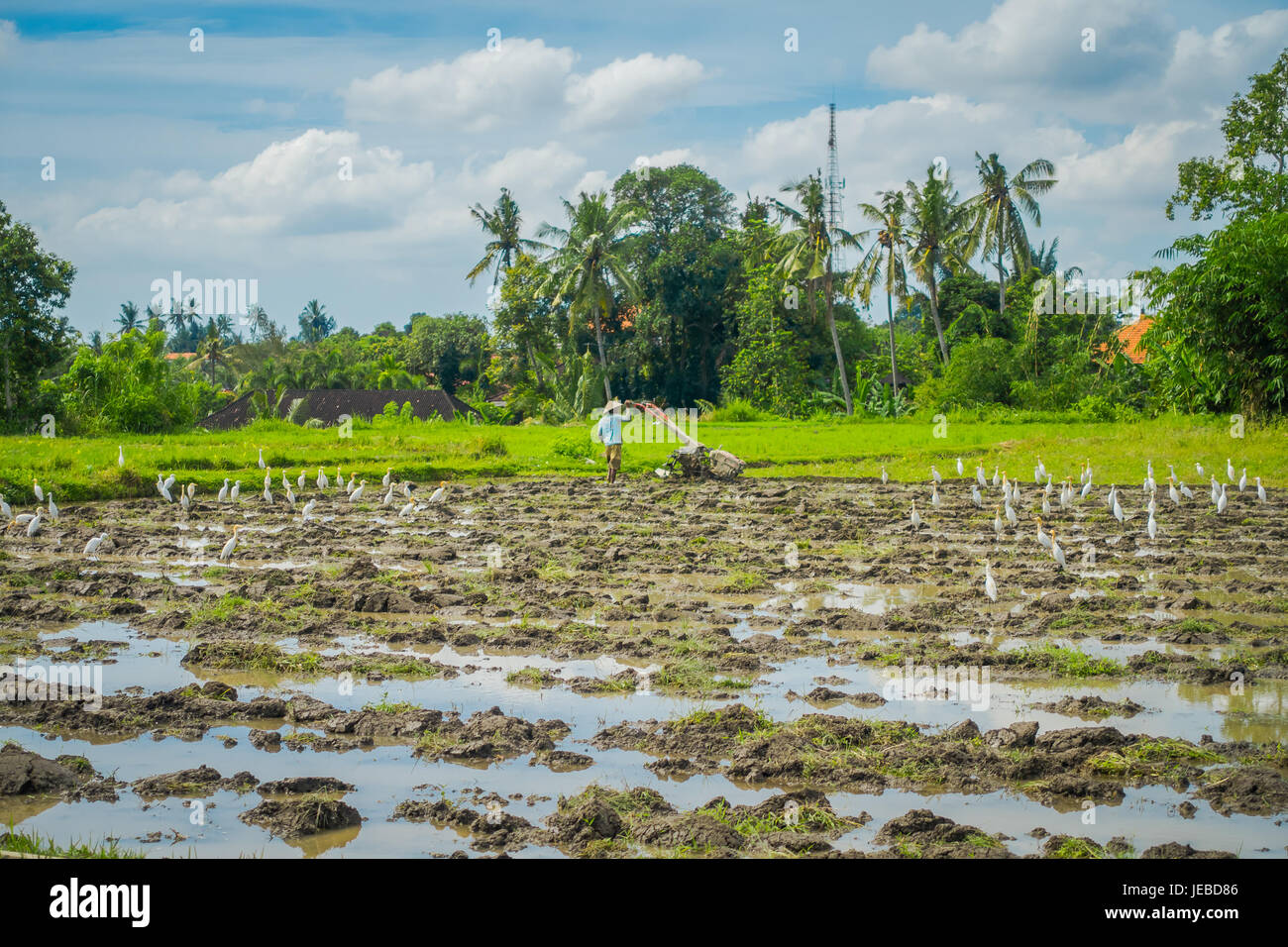 Some herons eating small animals in green rice field, rice in water on ...