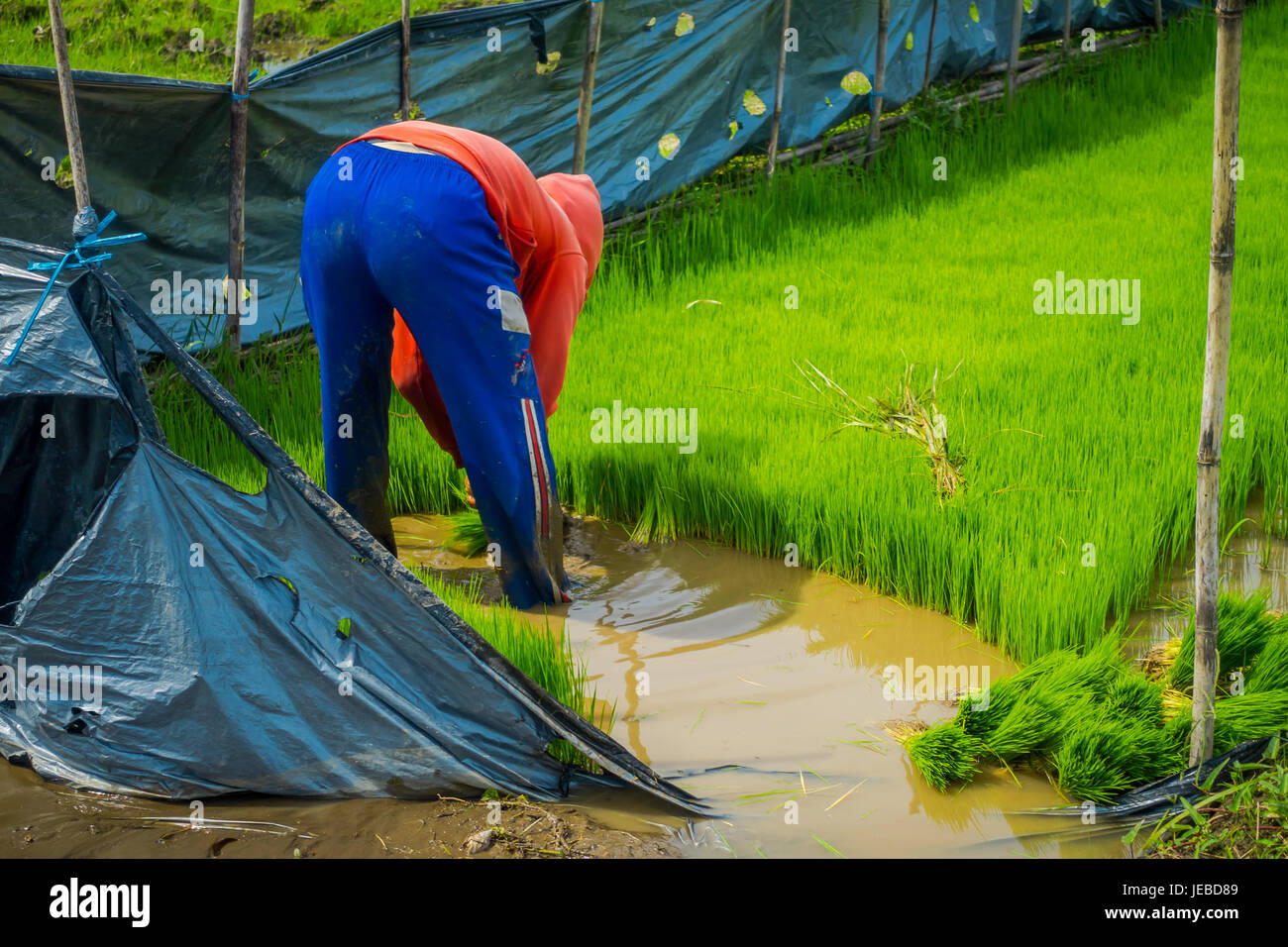 Govithana hi-res stock photography and images - Alamy