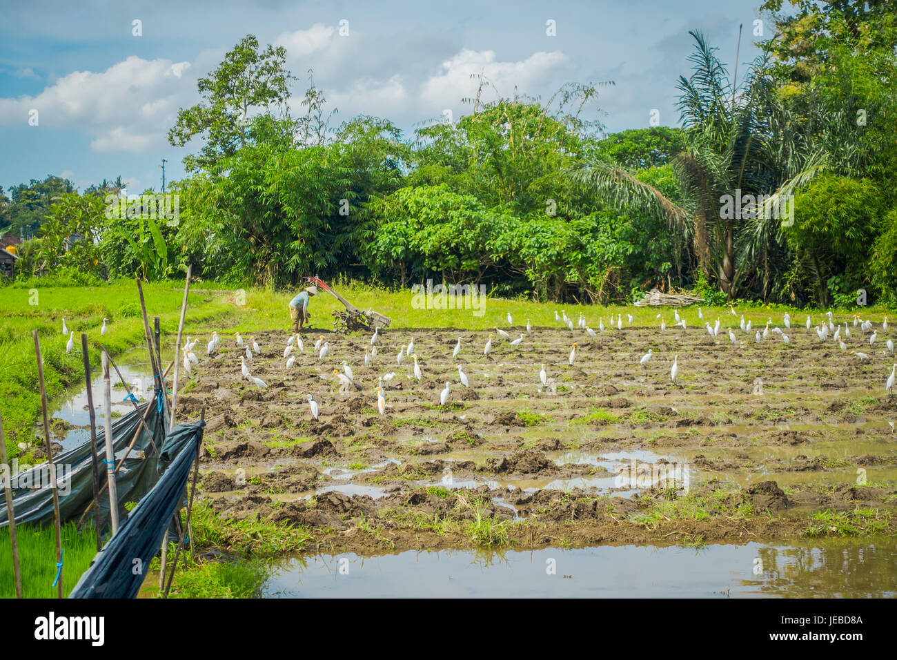 Asianrice hi-res stock photography and images - Alamy