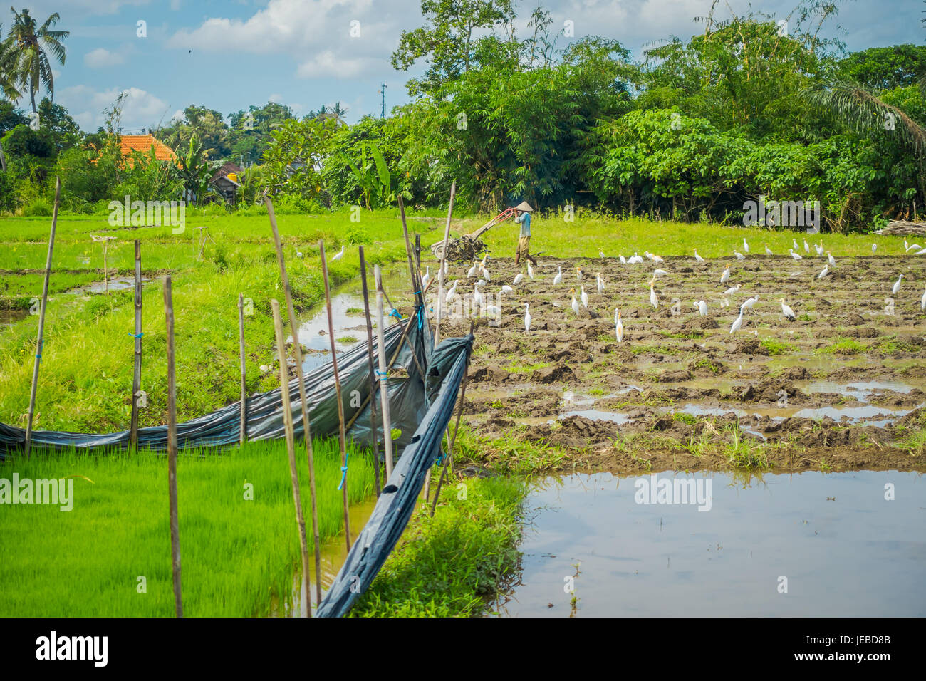 Some herons eating small animals in green rice field, rice in water on ...