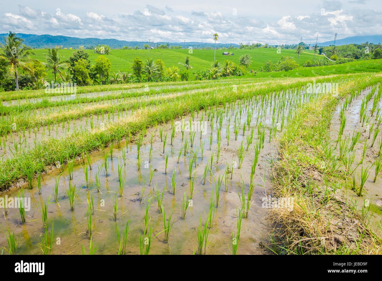 Beautiful green rice terraces with small rice plants growing, near ...