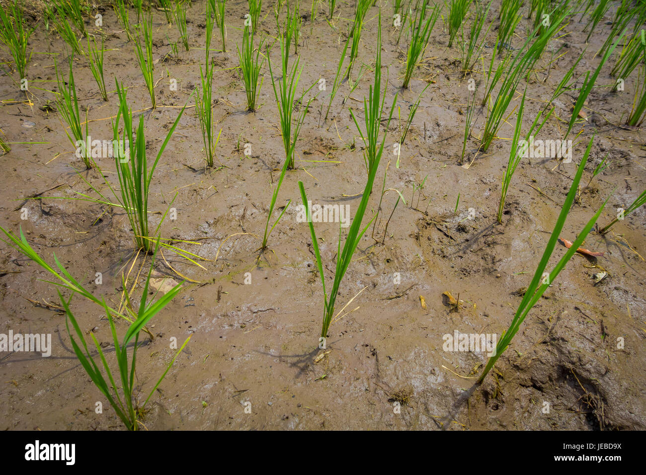 Govithana hi-res stock photography and images - Alamy