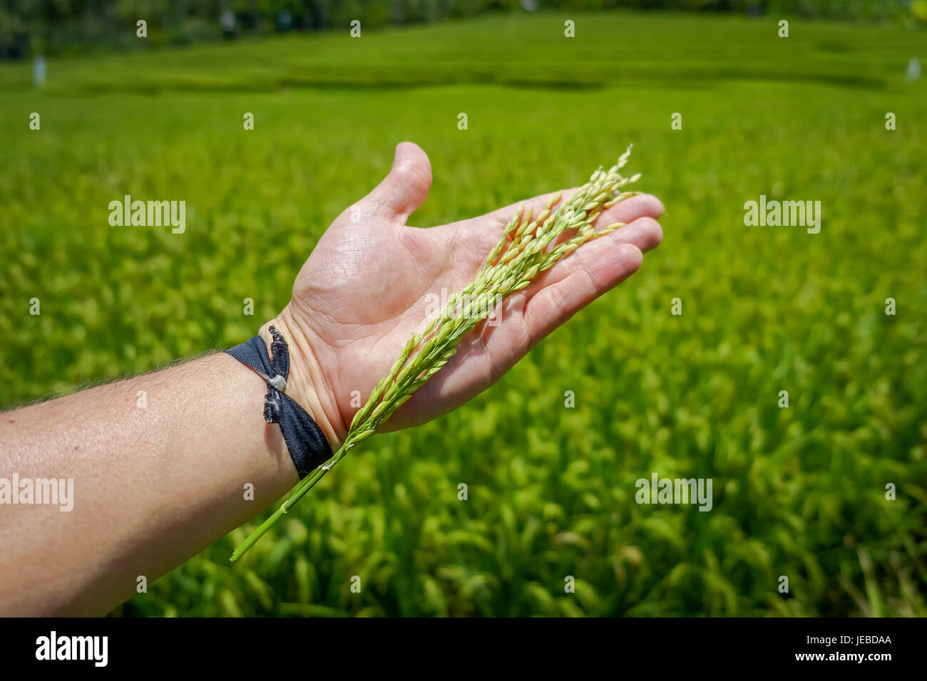 Man holding a spike rice in his hand, behind a green rice field in Ubud ...