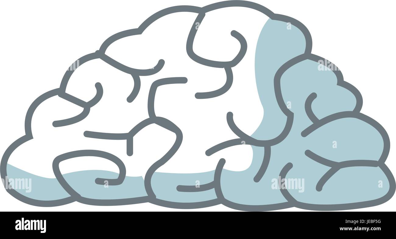 human brain organ health memory anatomy Stock Vector Image & Art - Alamy