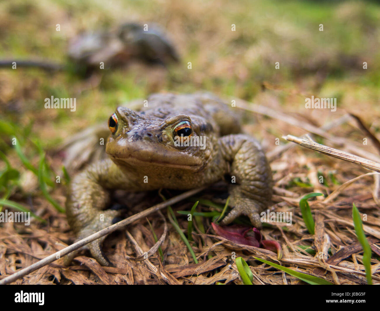 Grass frog hi-res stock photography and images - Alamy