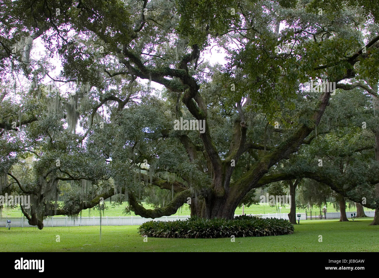 new orleans old trees oak trees Stock Photo - Alamy