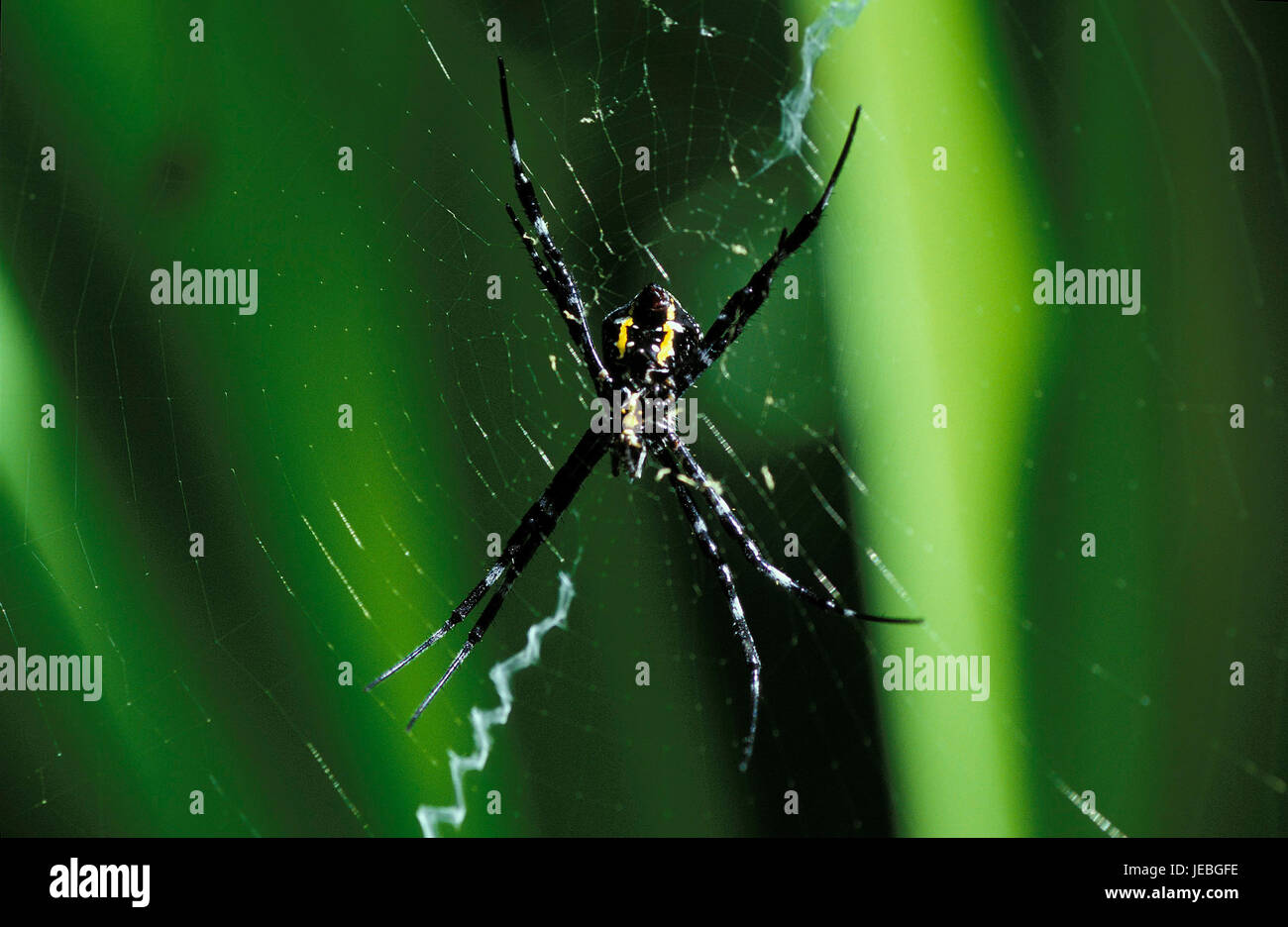 Hawaii, big island, spider Stock Photo - Alamy