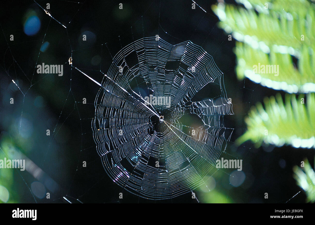 Hawaii, big island, spider Stock Photo - Alamy