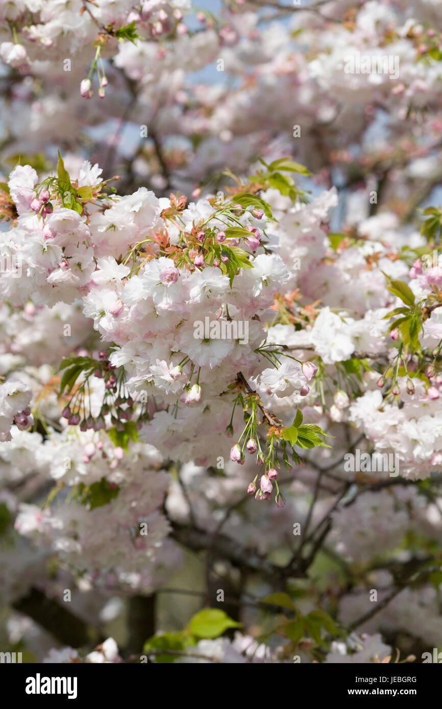 Prunus serrulata shogetsu hi-res stock photography and images - Alamy