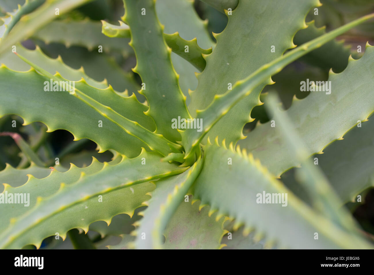 Aloe vera green plant closeup Stock Photo - Alamy