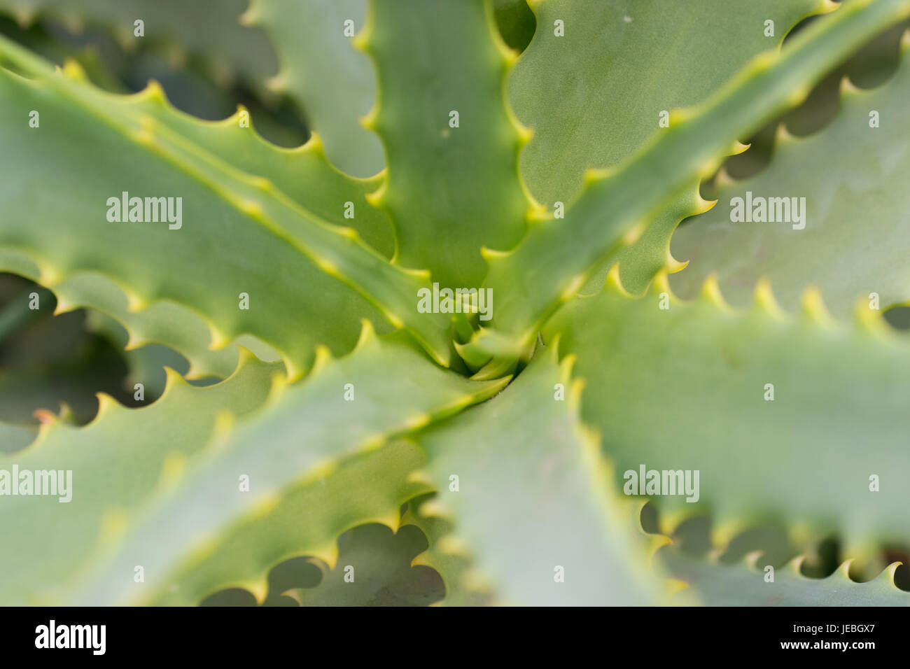 Aloe vera green plant closeup Stock Photo - Alamy