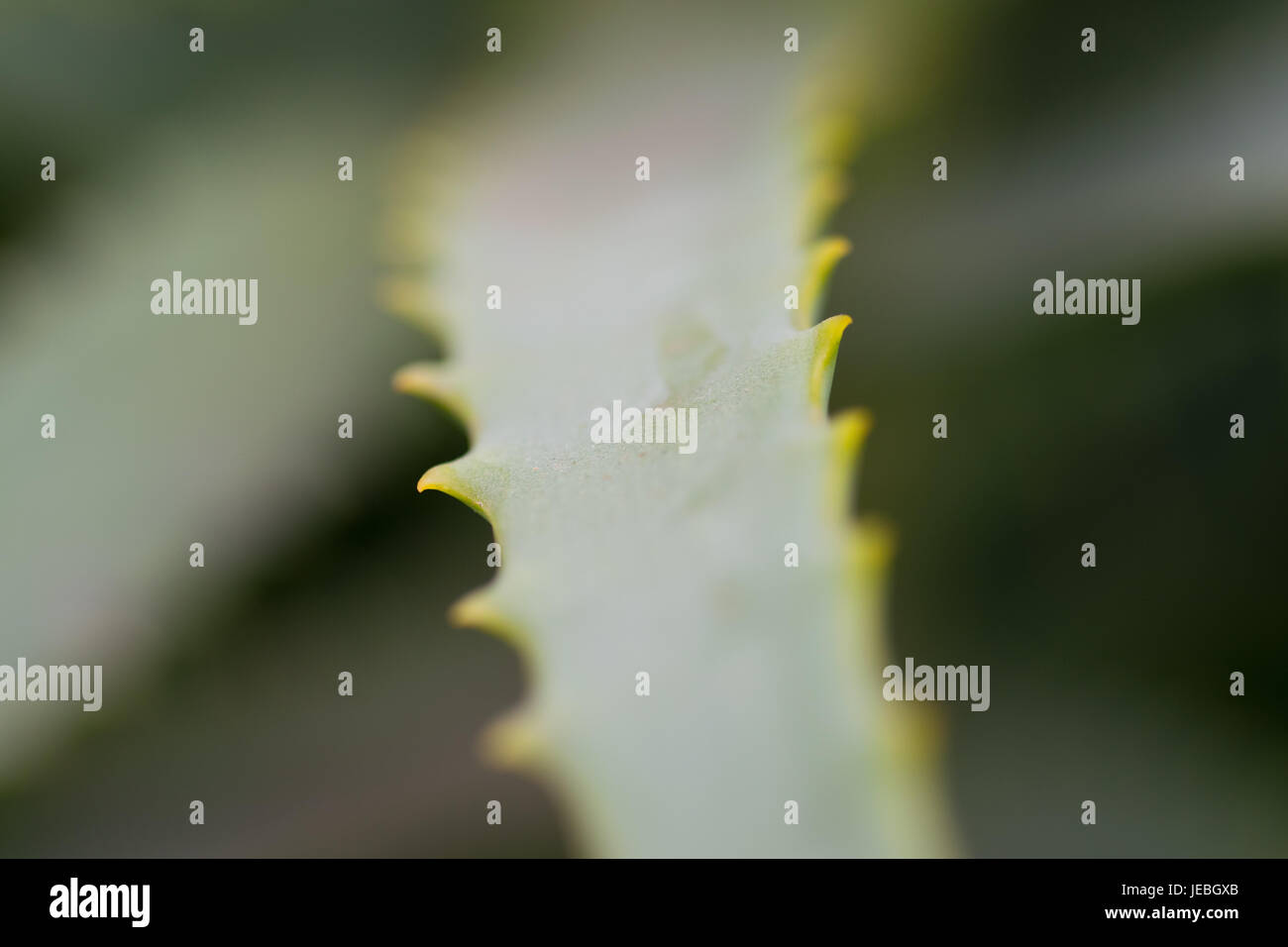 Medical aloe vera plant leaves with thorns hi-res stock photography and ...