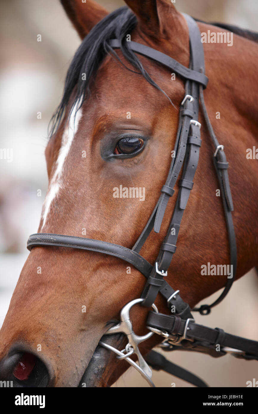 Race horse head ready to run. Paddock area. Vertical Stock Photo - Alamy