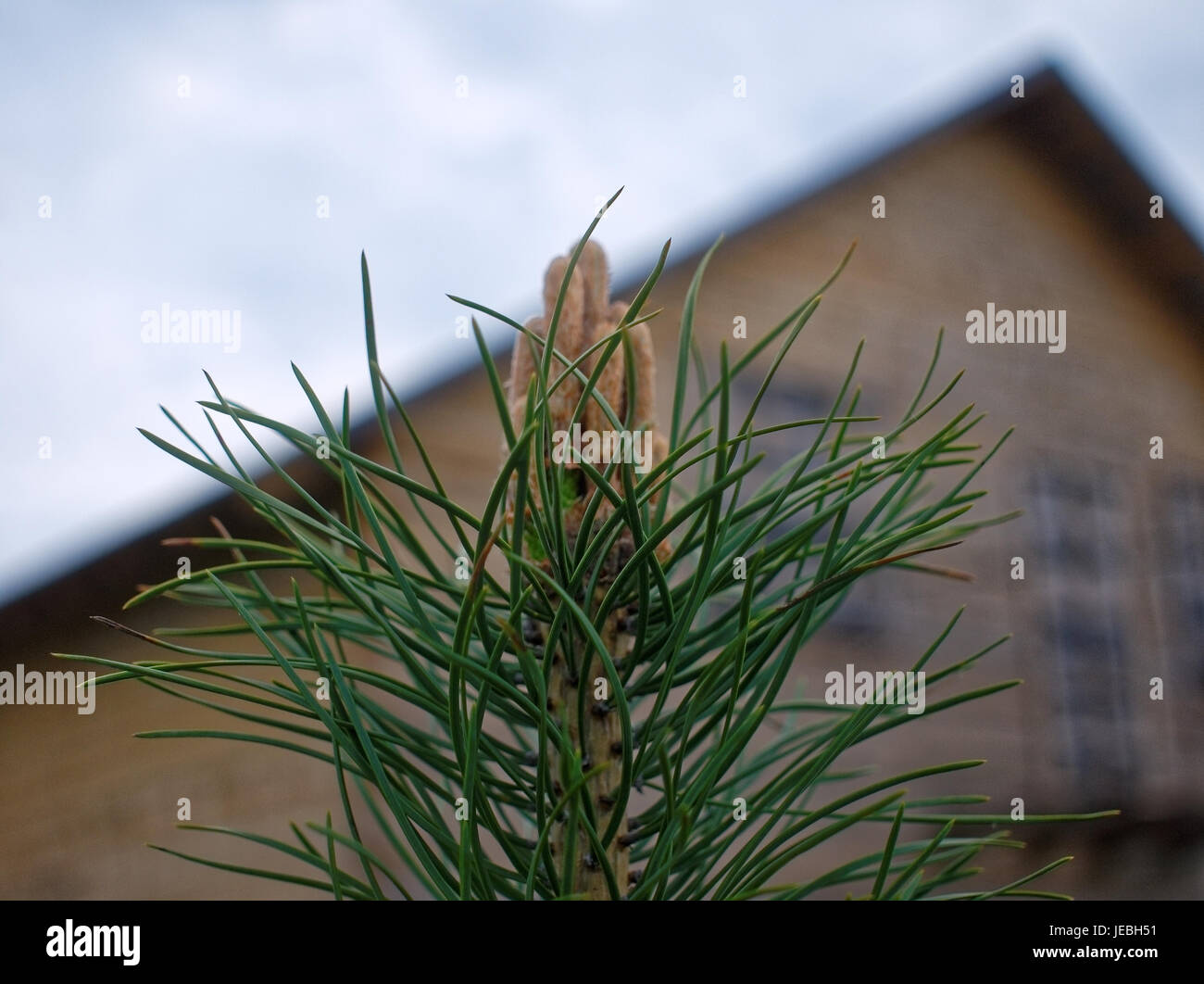 Fir tree wood hi-res stock photography and images - Alamy