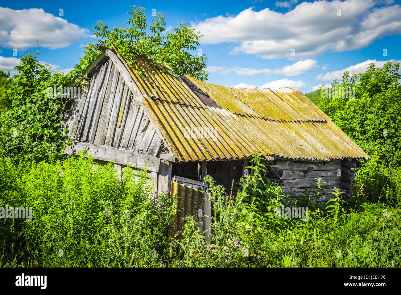 Old abandoned wooden hut, overgrown grass on a bright sunny summer day ...