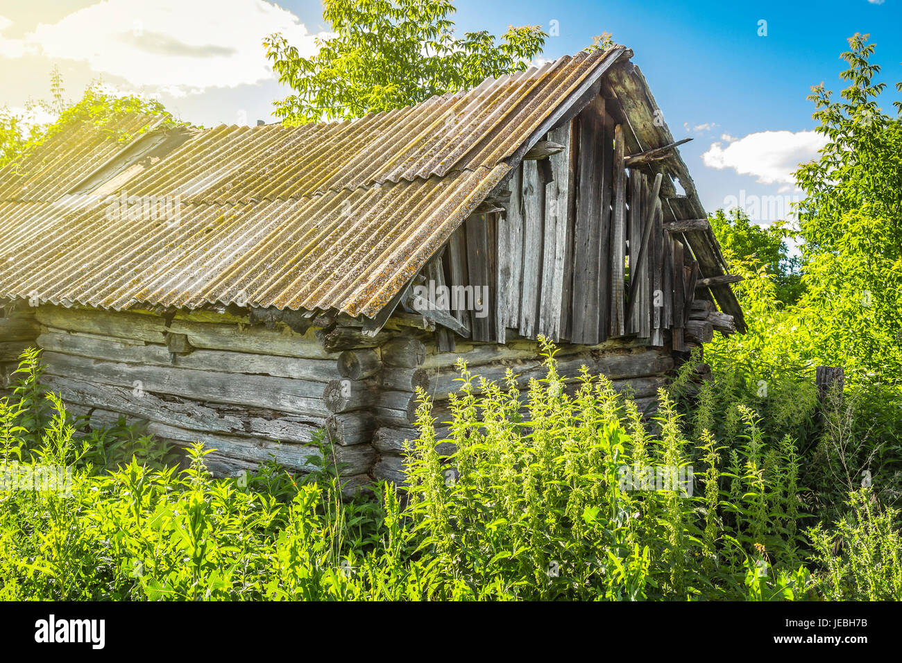 Old abandoned wooden hut, overgrown grass on a bright sunny summer day ...