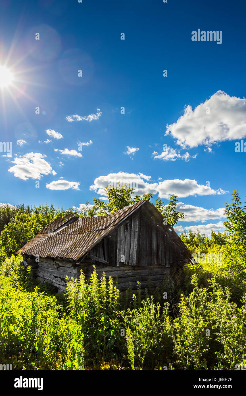 Old abandoned wooden hut, overgrown grass on a bright sunny summer day ...