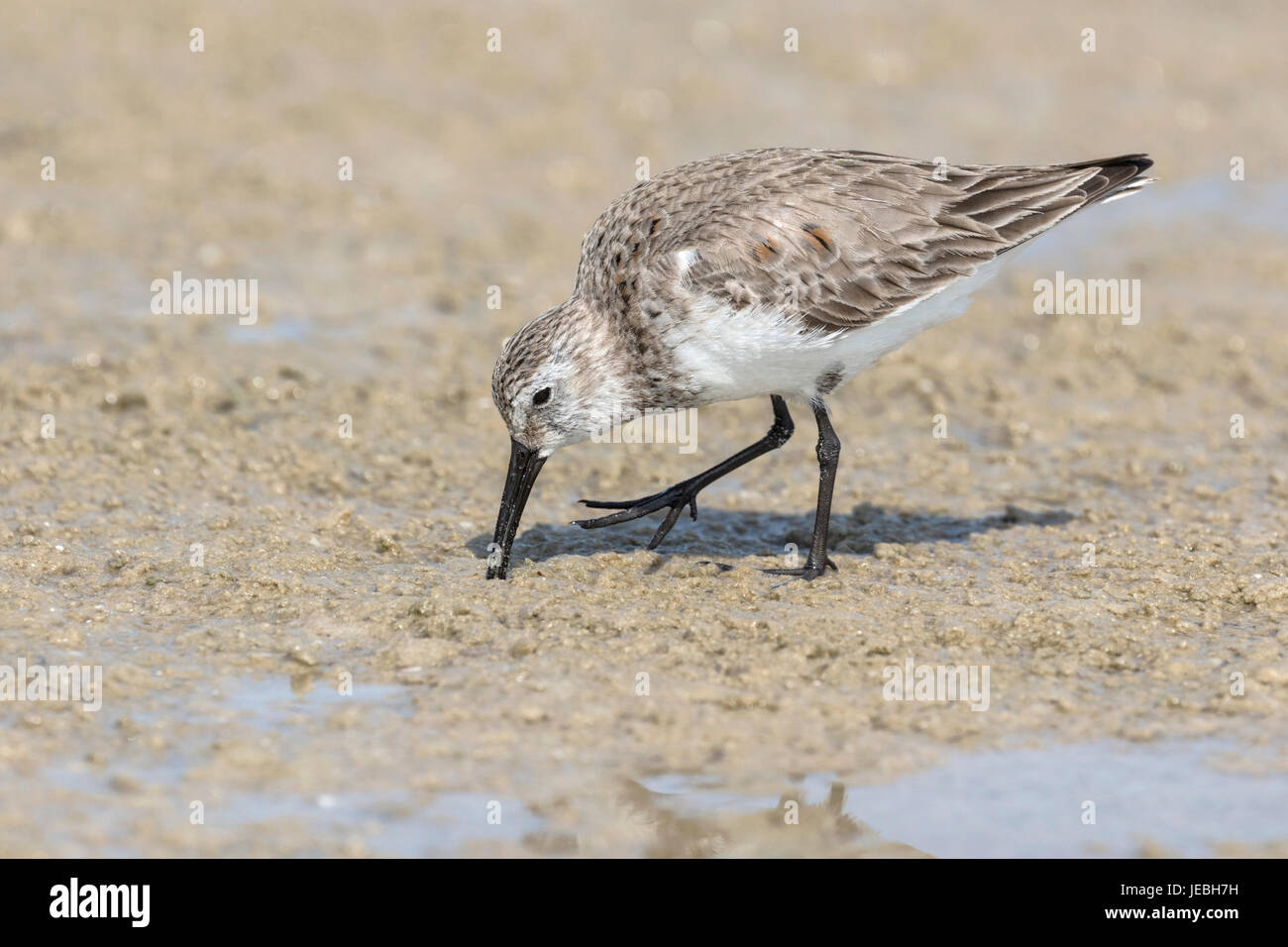 North american dunlin hi-res stock photography and images - Alamy